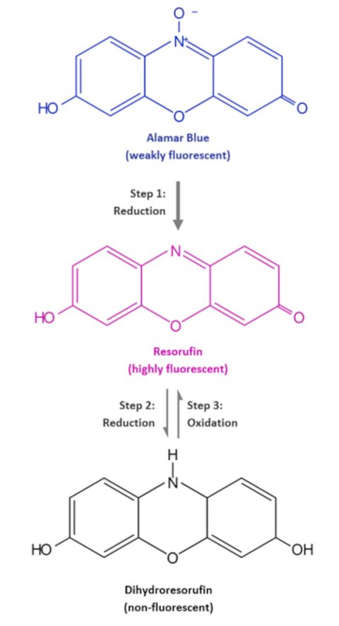 Understanding the mechanism of a bioassay indicator by fluorescence ...