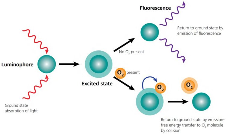 Dissolved oxygen measurement – easier than ever | Metrohm